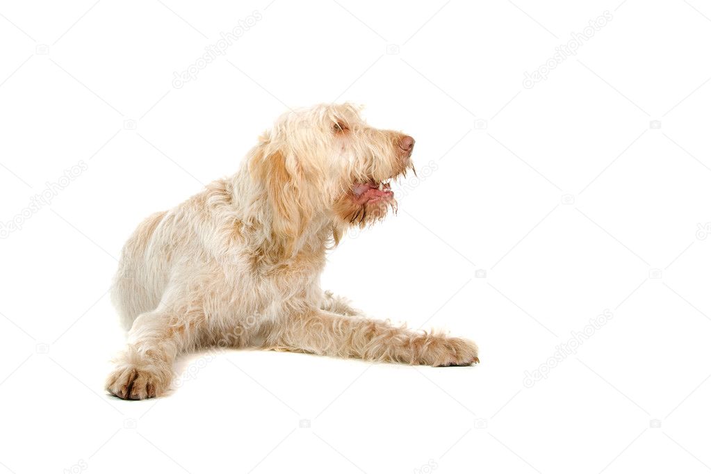 Spinone italiano, italian pointer dog Stock Photo by ©eriklam 2585190
