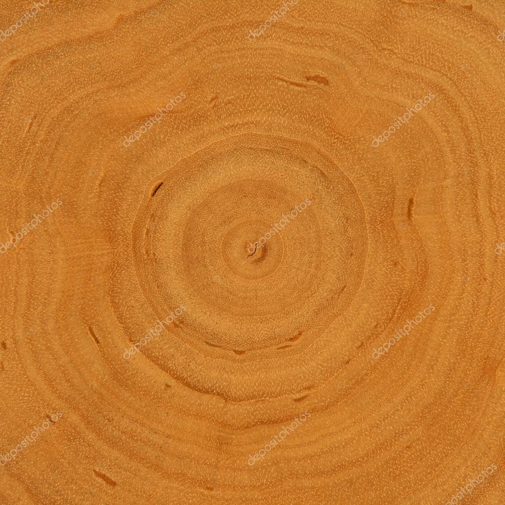 Growth rings - wooden background Stock Photo by ©bernhardlux 2650575