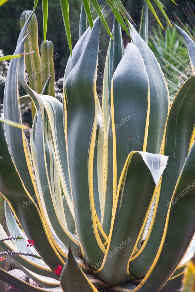 Stripped Agave Cactus — Stock Photo © woodkern #2628893