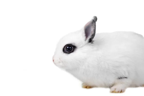 L beautiful rabbit — Stock Photo © Taden1 #2651598