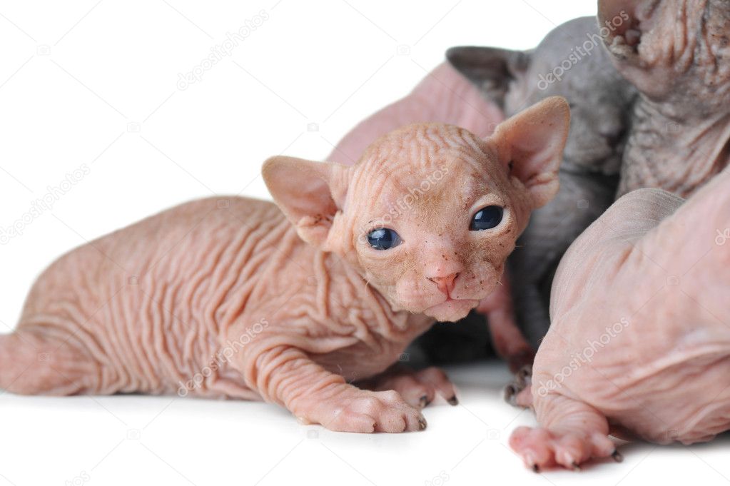 Gatos pequenos — Fotografias de Stock © Taden1 #2651582