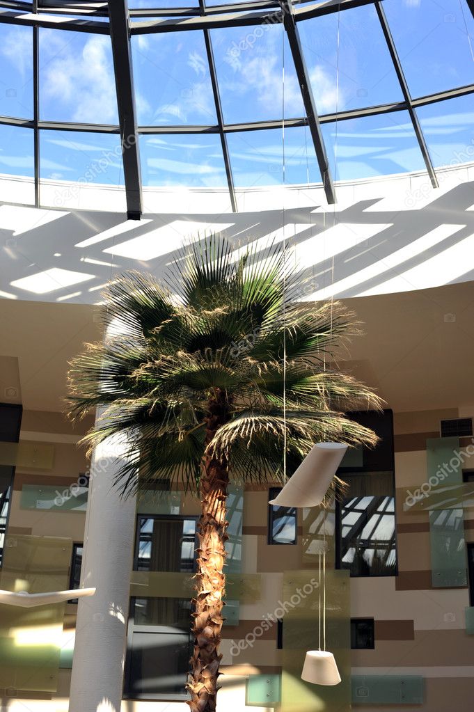 Palm tree — Stock Photo © Taden1 #2679075