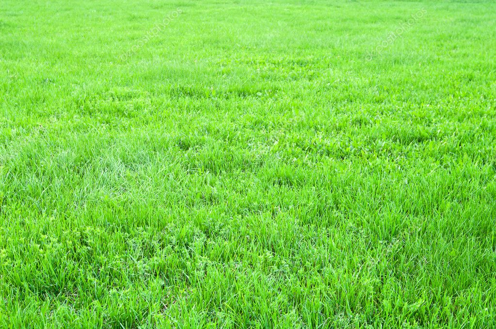 Grass field — Stock Photo © psamtik #2653921